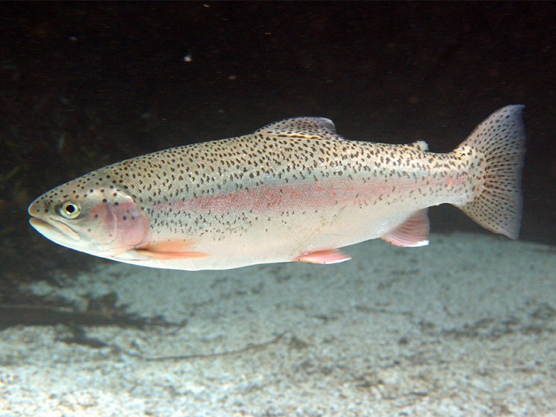 ÉLEVAGE : Producteurs de truites fraîches - Truite Service